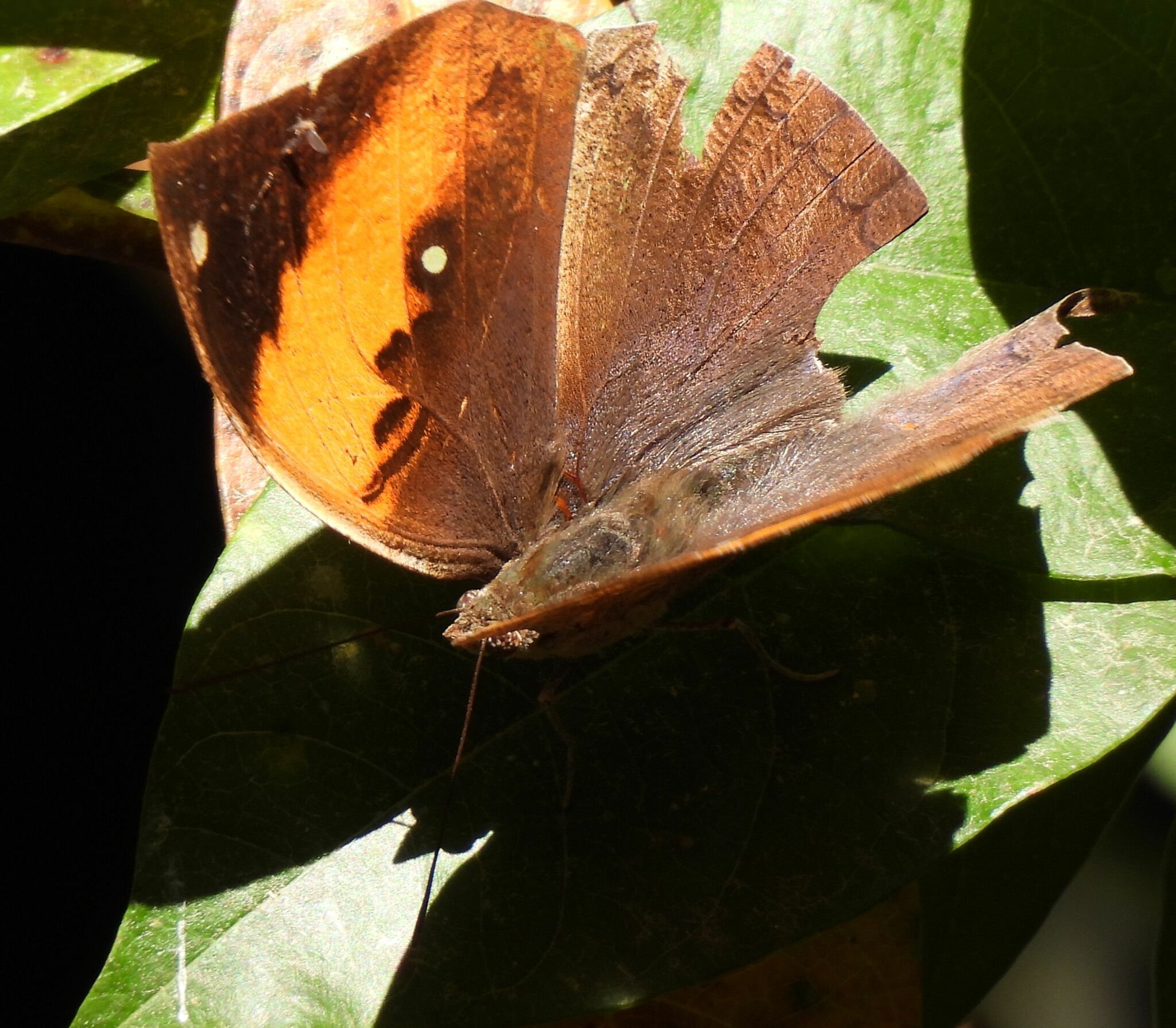 Kallima inachus Boisduval, 1836