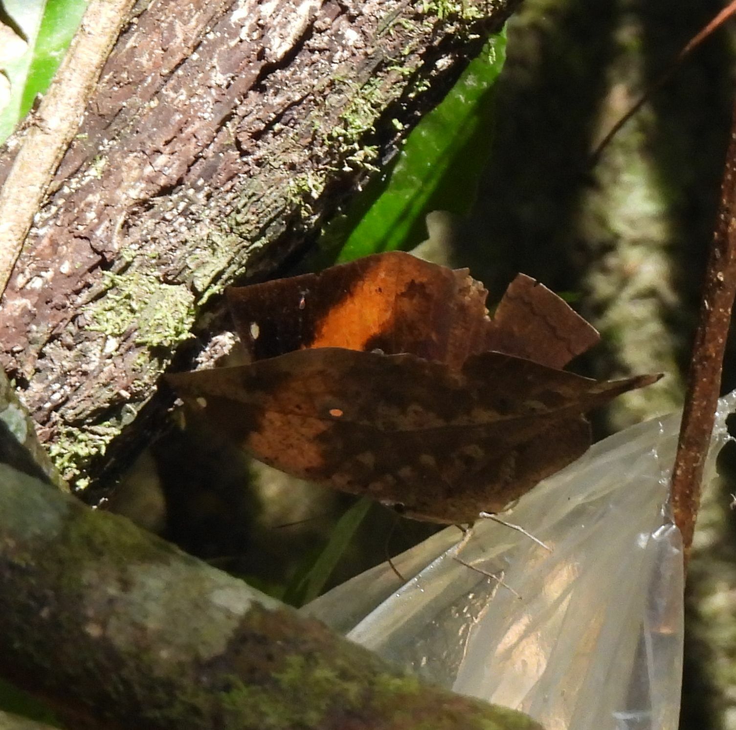 Kallima inachus Boisduval, 1836