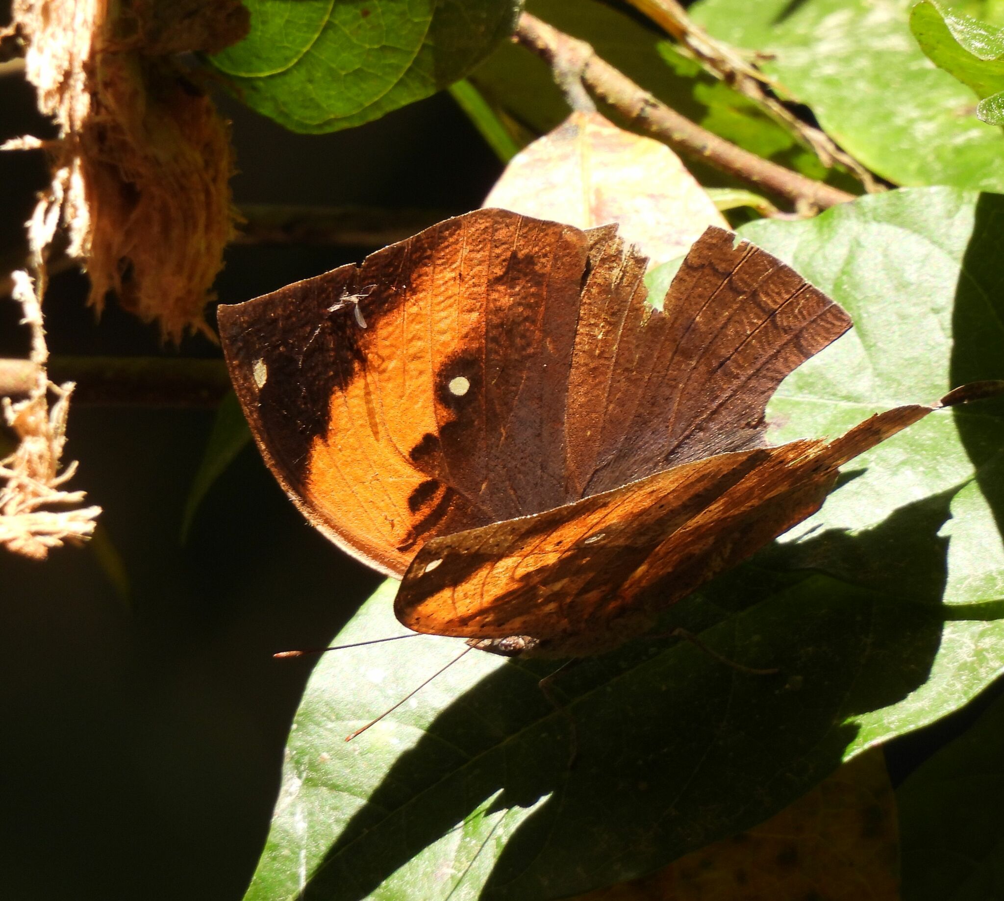 Kallima inachus Boisduval, 1836