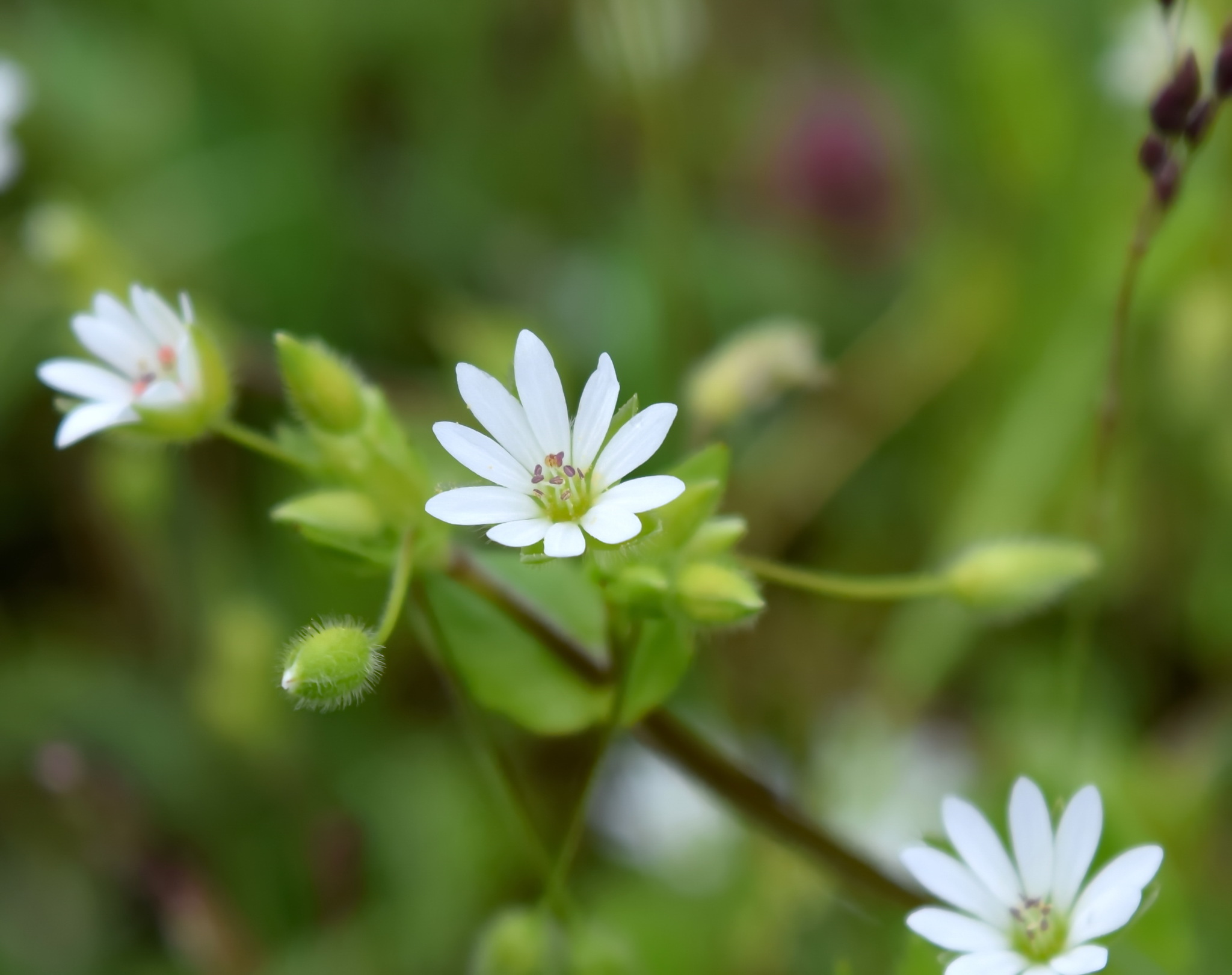 Stellaria neglecta (Lej.) Weihe