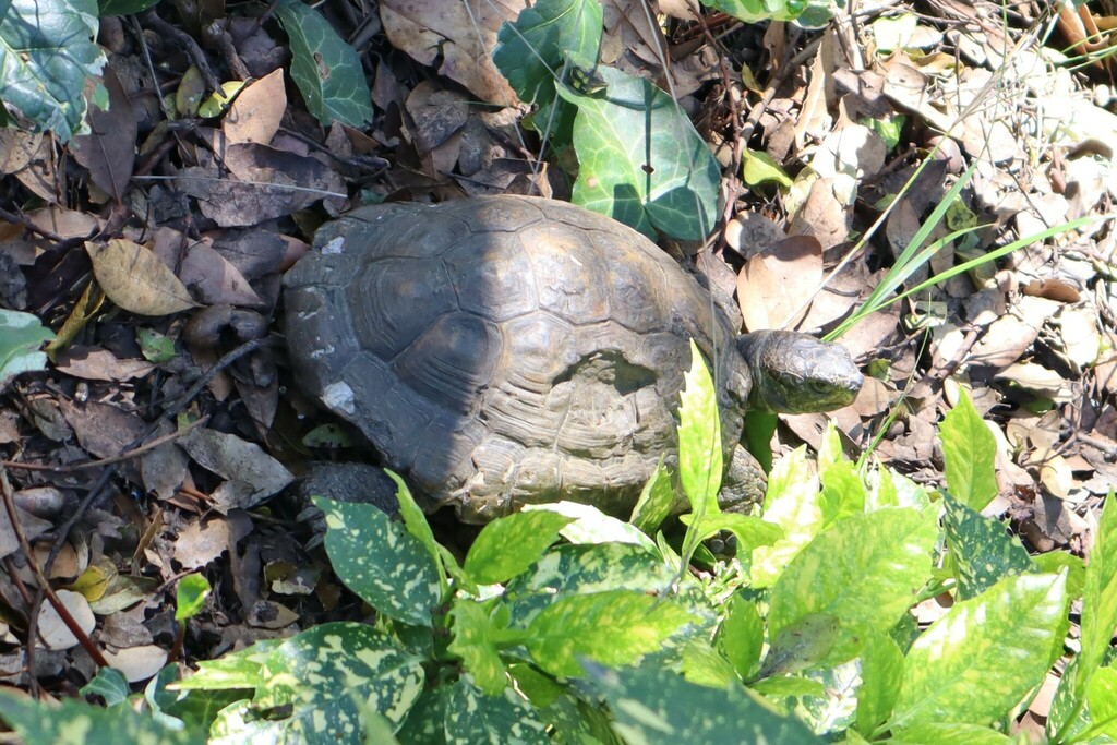 Asia Minor Tortoise in April 2023 by Yusuf · iNaturalist