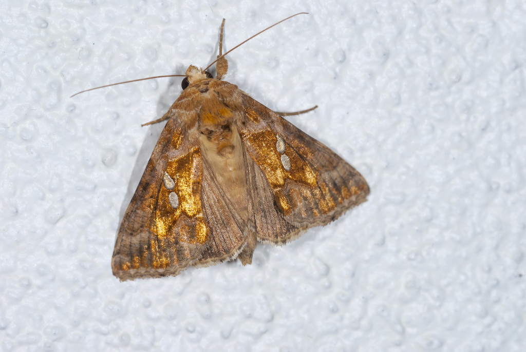 Tomato Looper (Lepidoptera (butterflies and moths) of the British ...