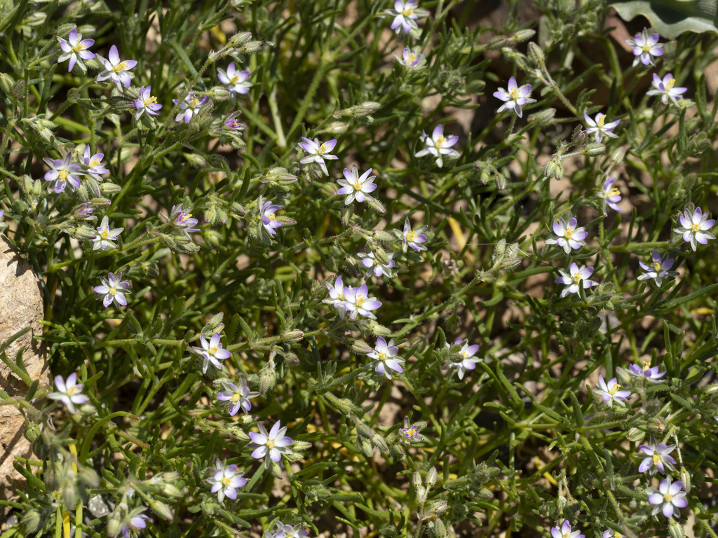 Sticky Sand-Spurrey from San Diego County, CA, USA on April 24, 2023 at ...