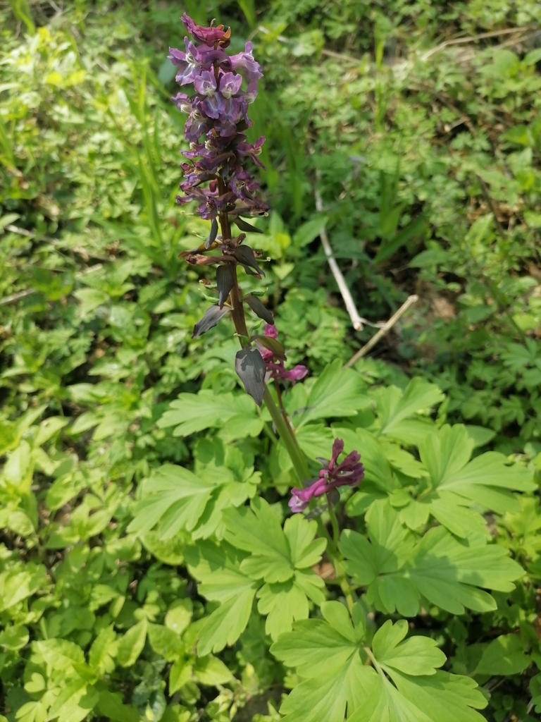 Hollowroot from Ms'tsislaw, BY-MA, BY on April 25, 2023 at 12:04 PM by ...