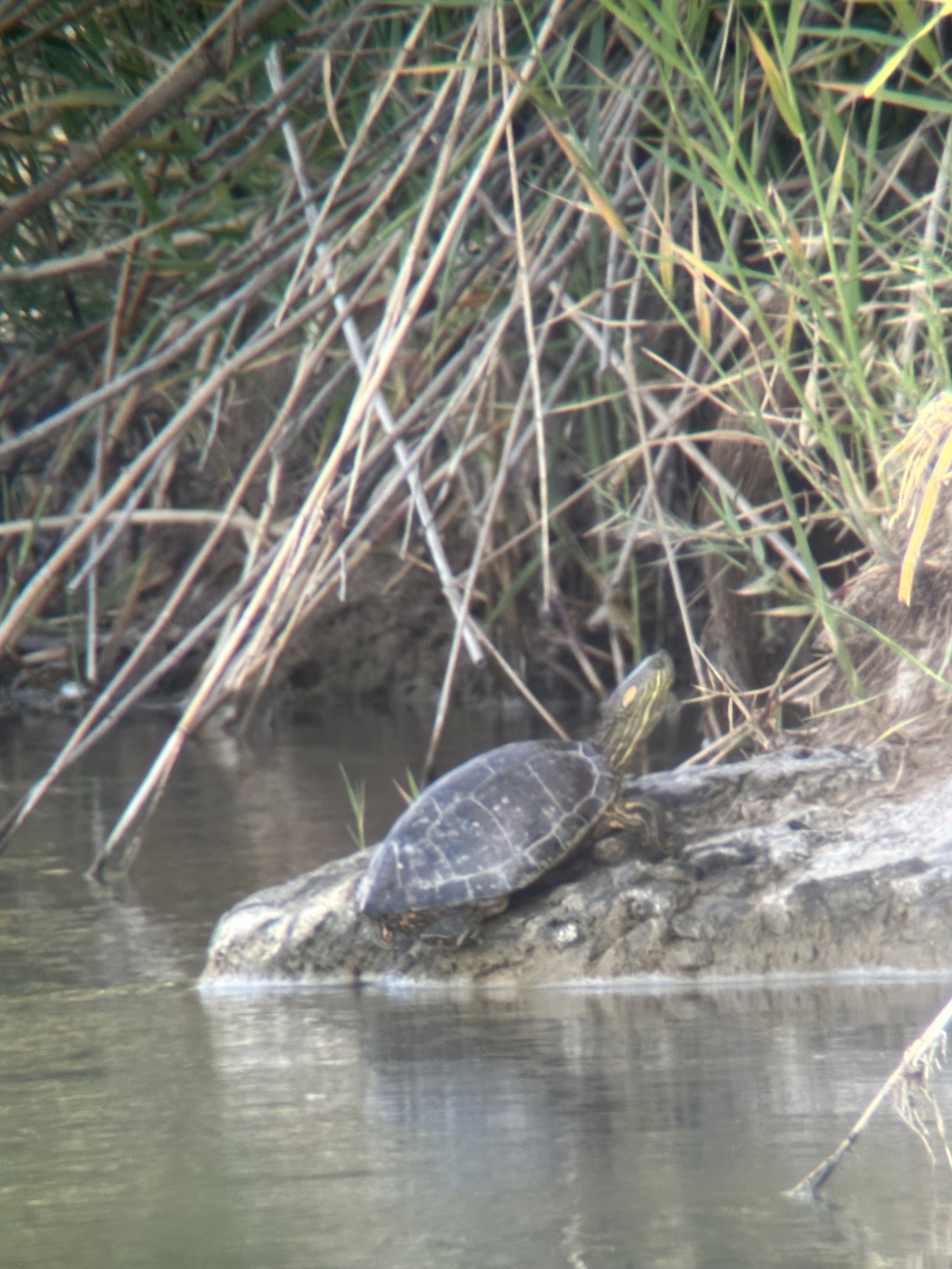Trachemys gaigeae (Hartweg, 1939)