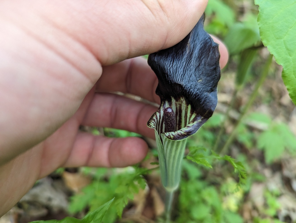 small Jack-in-the-pulpit in April 2023 by Ryan Sorrells · iNaturalist