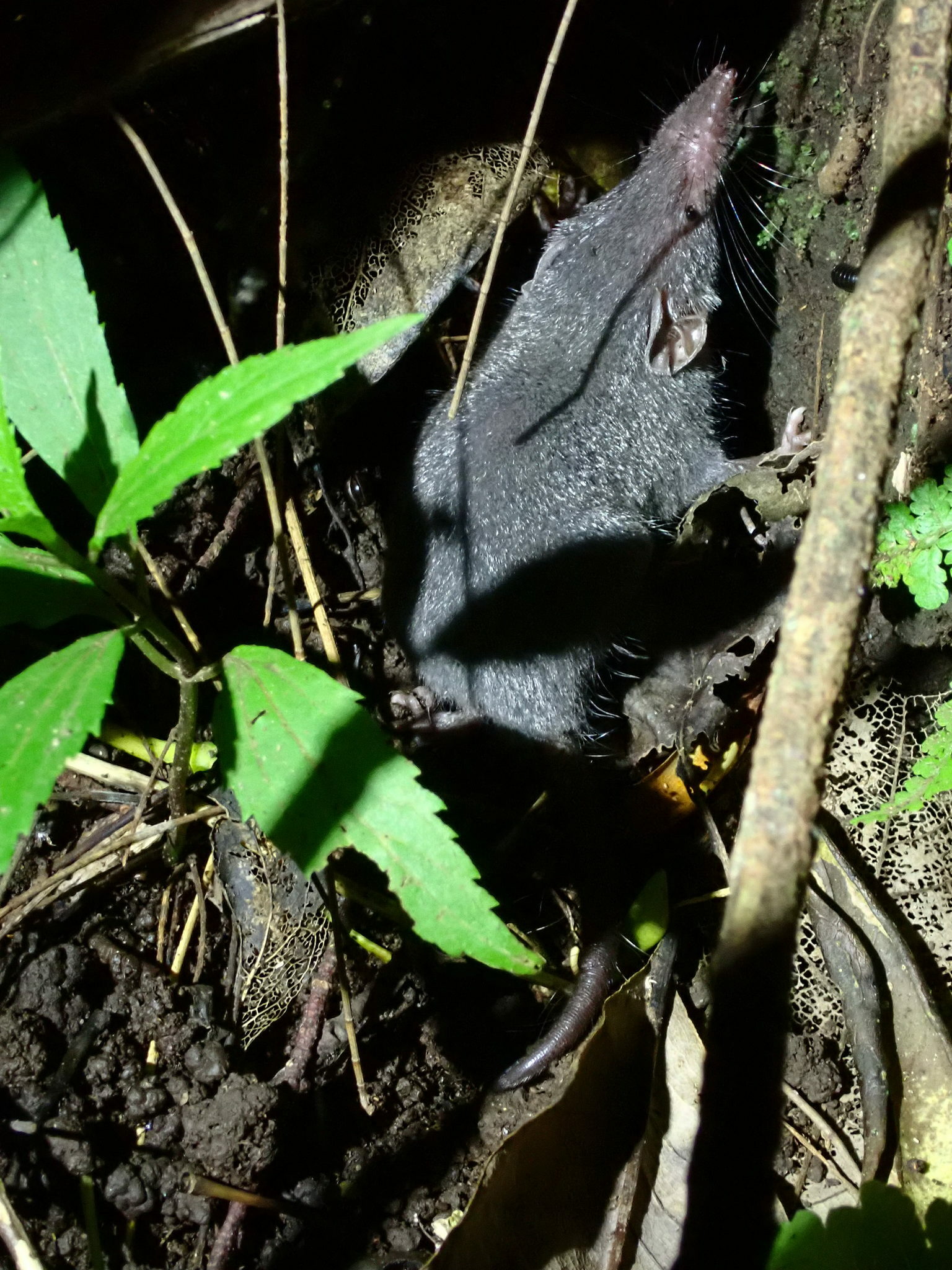 Suncus murinus (Linnaeus, 1766)