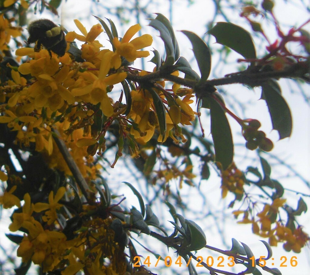 Hairy-footed Flower Bee from Harrow, UK on April 24, 2023 at 03:26 PM ...