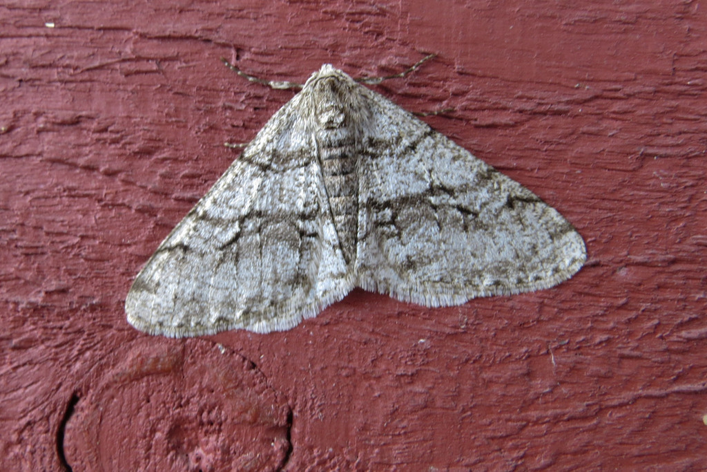 Half-wing Moth from Outaouais, QC, Canada on April 25, 2023 at 11:10 AM ...