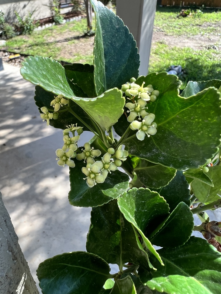 Japanese spindle tree in April 2023 by bluetarantula · iNaturalist