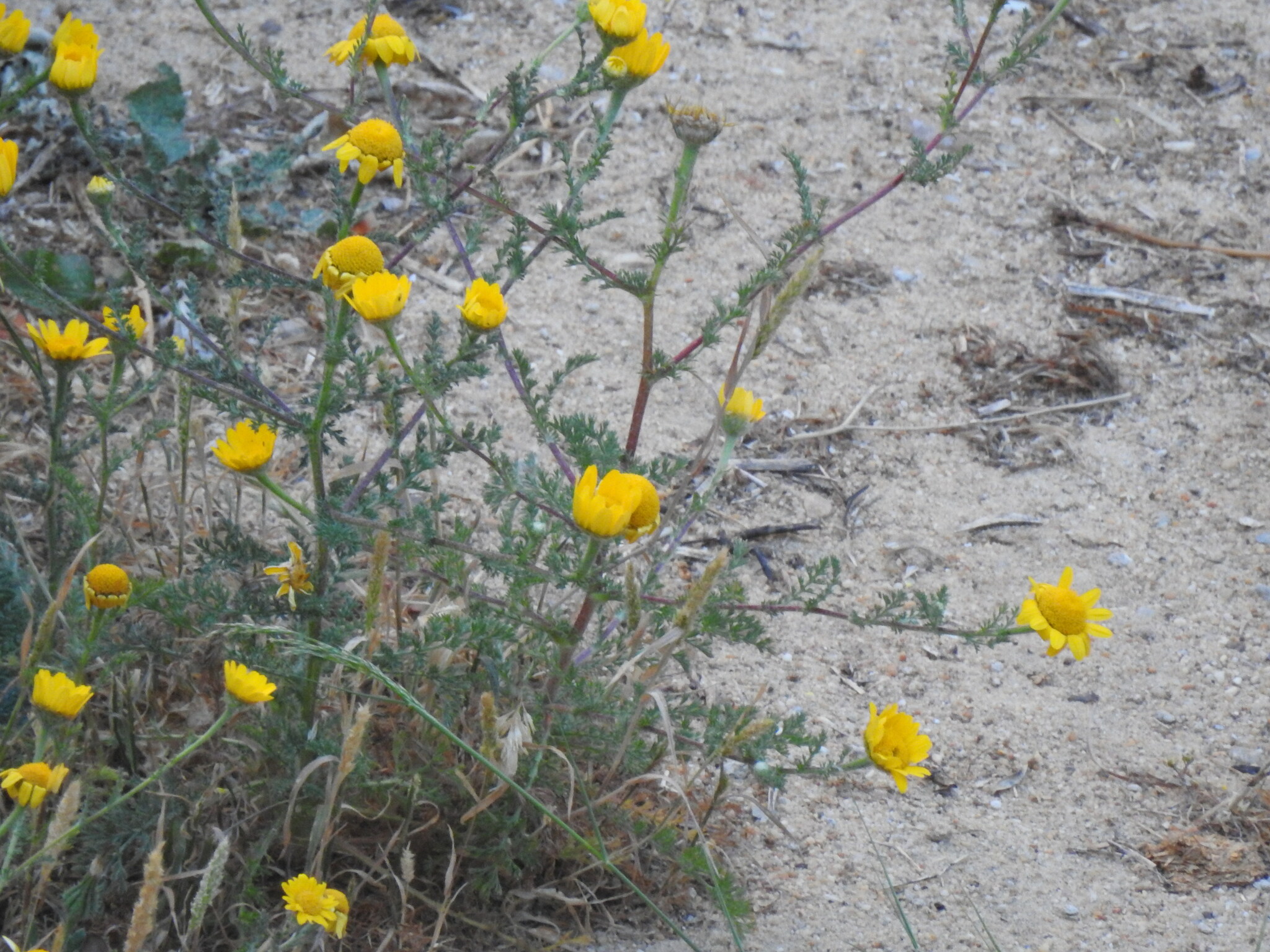 Anacyclus radiatus Loisel.