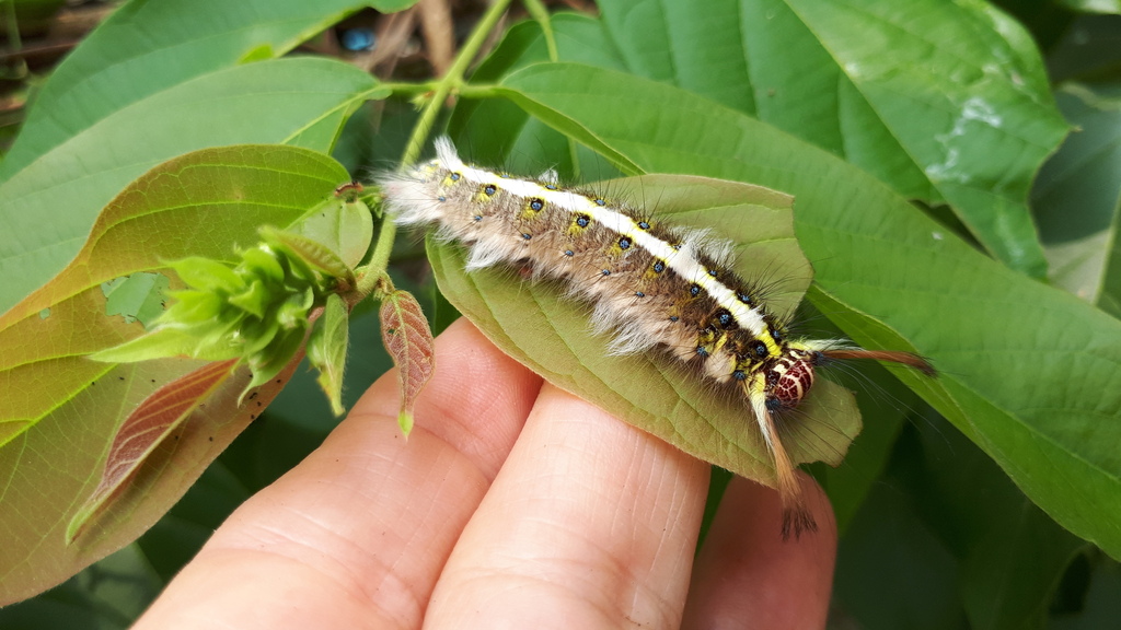 Trabala pallida from Cẩm Châu, Hội An, Quảng Nam, Vietnam on April 16 ...
