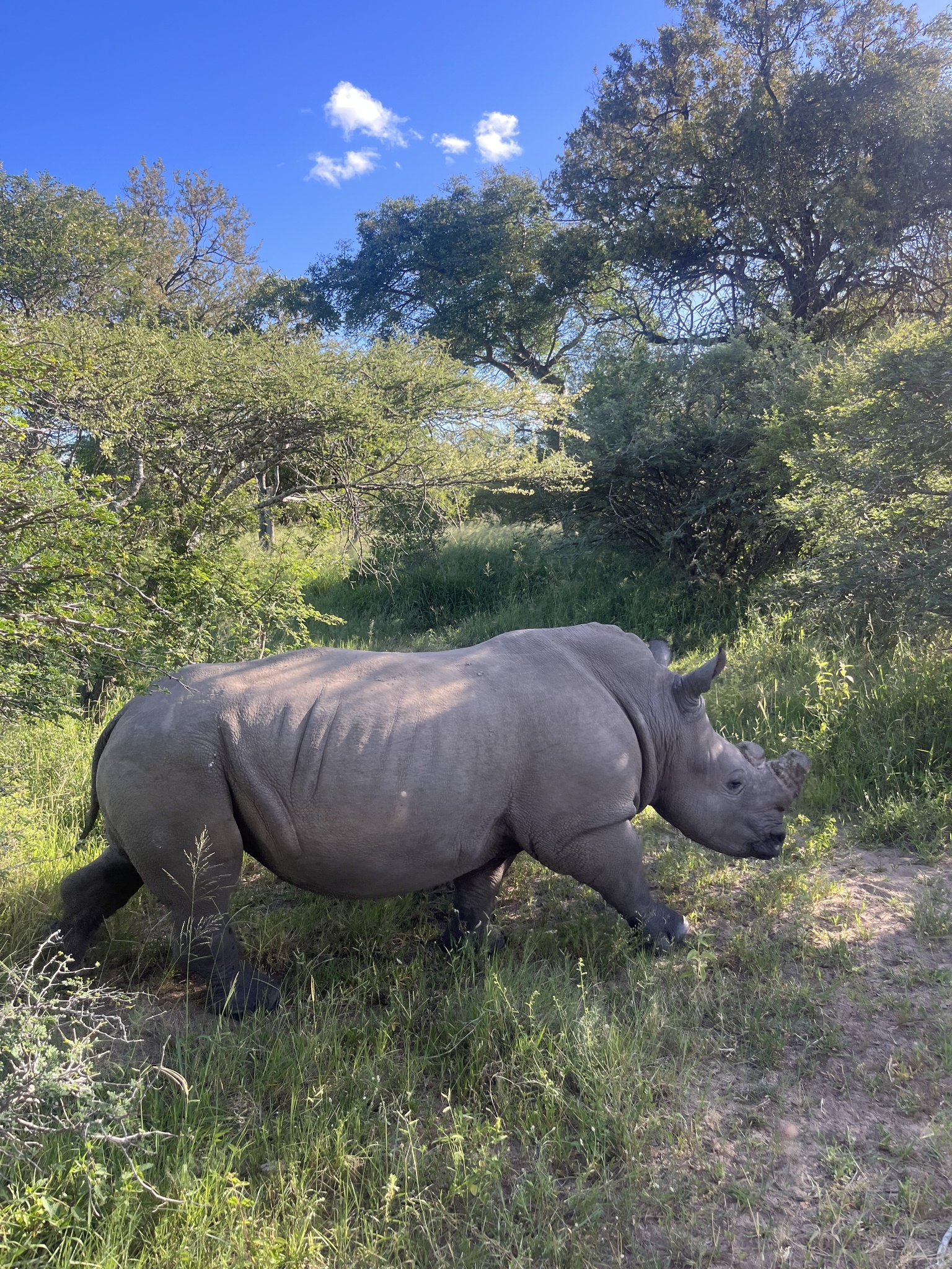 Rhinocerotidae