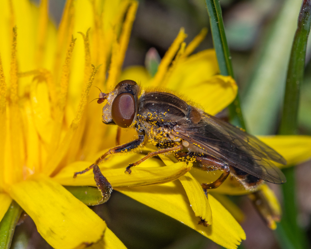 Two-lined Swamp Fly from Brampton, ON, Canada on 25 April, 2023 at 02: ...