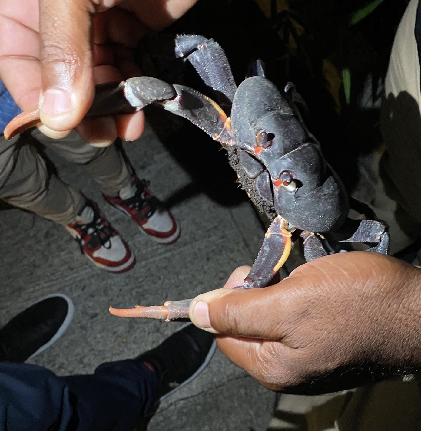 Gecarcinus ruricola (Linnaeus, 1758)