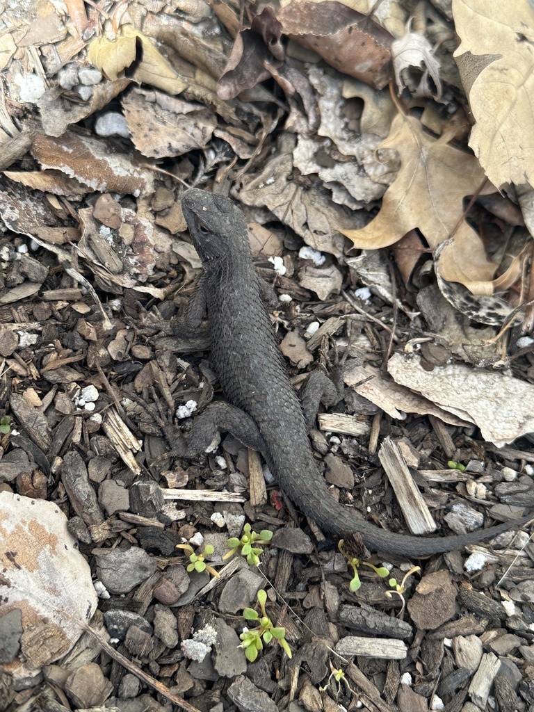 Western Fence Lizard from Shasta-Trinity National Forest, Mount Shasta ...