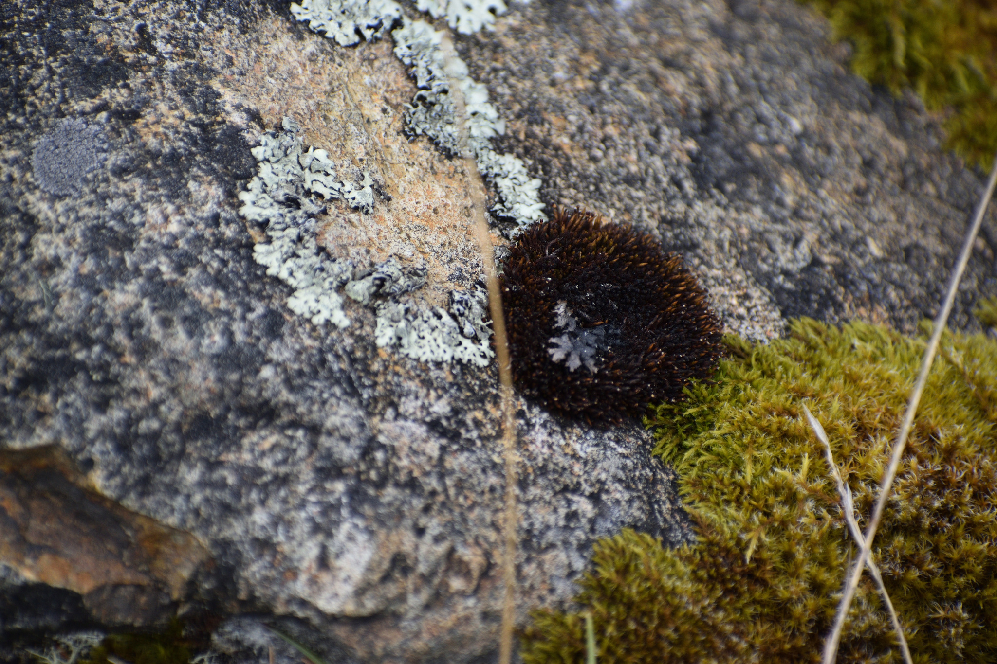 Andreaeaceae