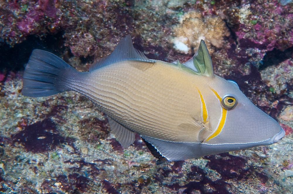 Lei Triggerfish (Reef Fish of the Hawaiian Islands) · iNaturalist
