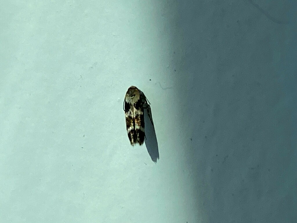 Kentish Cosmet from Benton County, OR, USA on April 25, 2023 at 12:36 ...