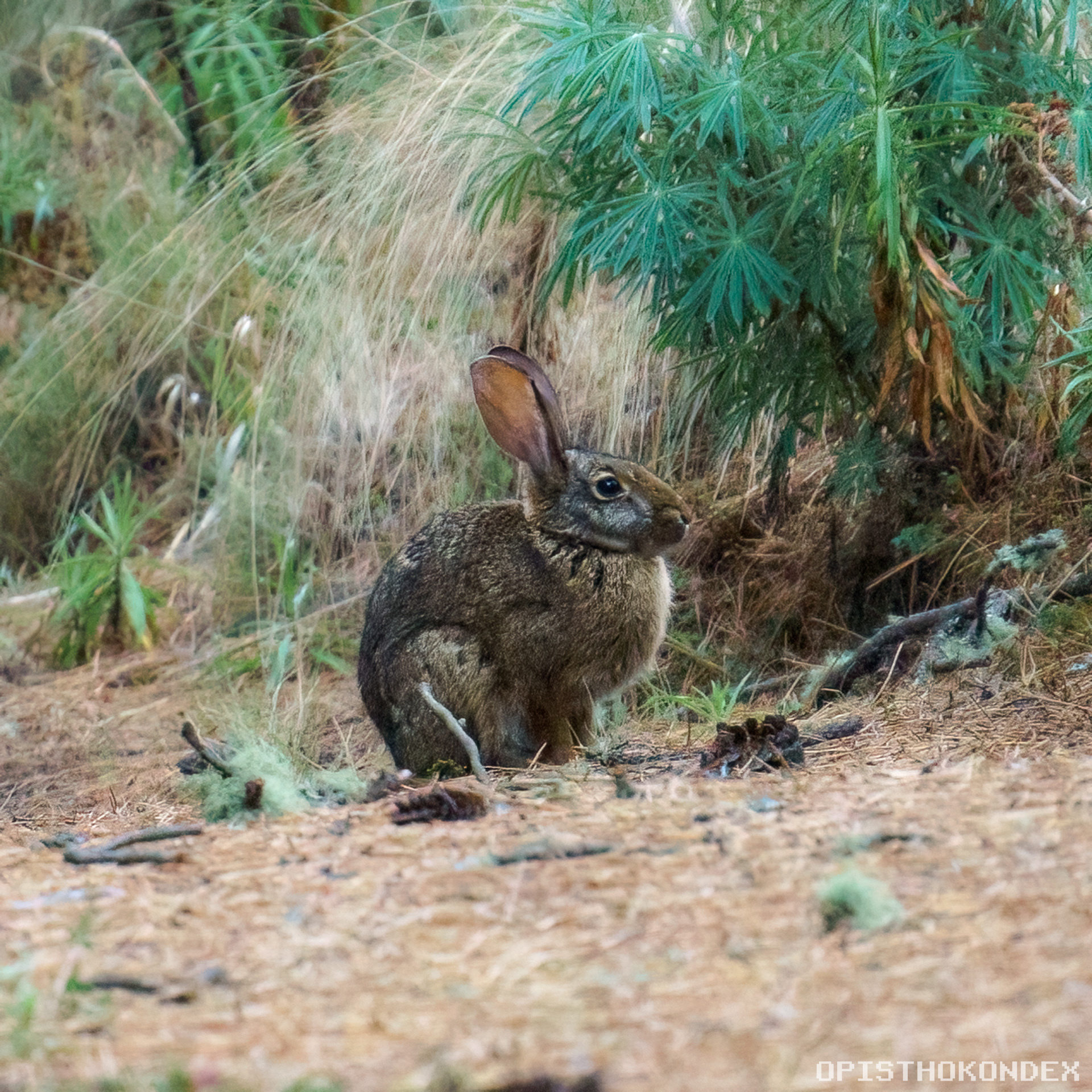 Sylvilagus cunicularius (Waterhouse, 1848)