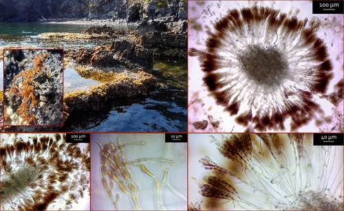 Nemalion lubricum · iNaturalist United Kingdom