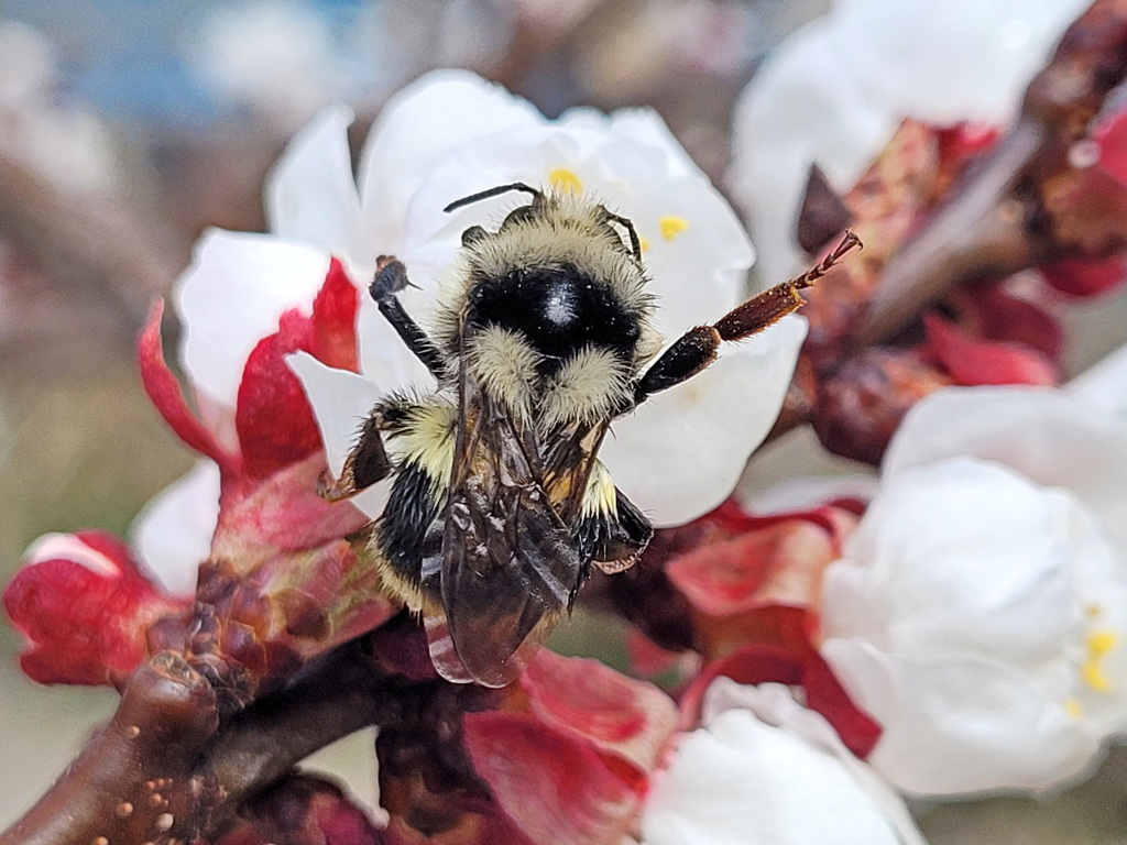Nearctic Bumble Bee from Naramata, BC, Canada on April 21, 2023 at 01: ...