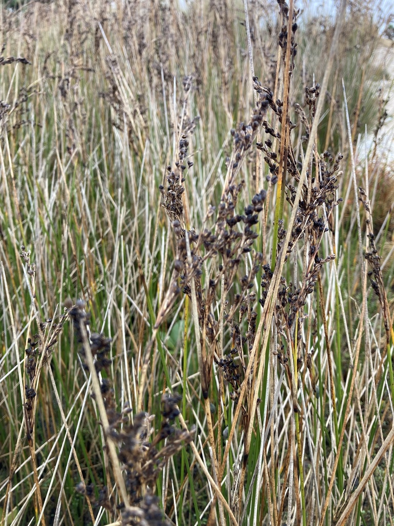 Sea Rush from Manukau Harbour, Manukau Ward, Auckland, NZ on April 22 ...