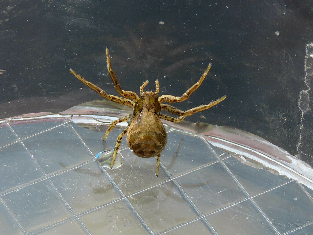 Common Crab Spider from Bude EX23, UK on April 25, 2023 at 03:49 PM by ...