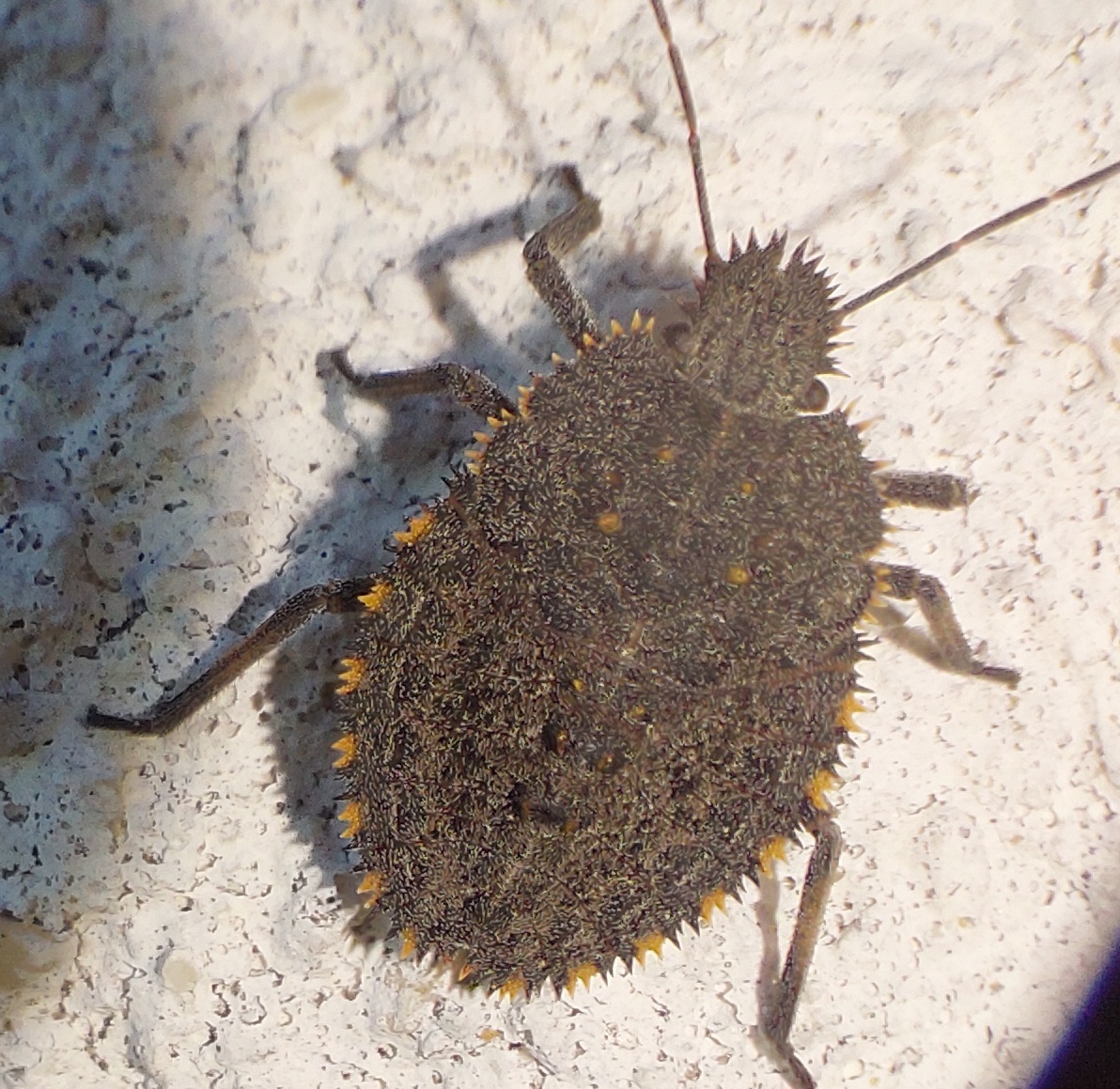 Mustha spinosula (Lefebvre, 1831)