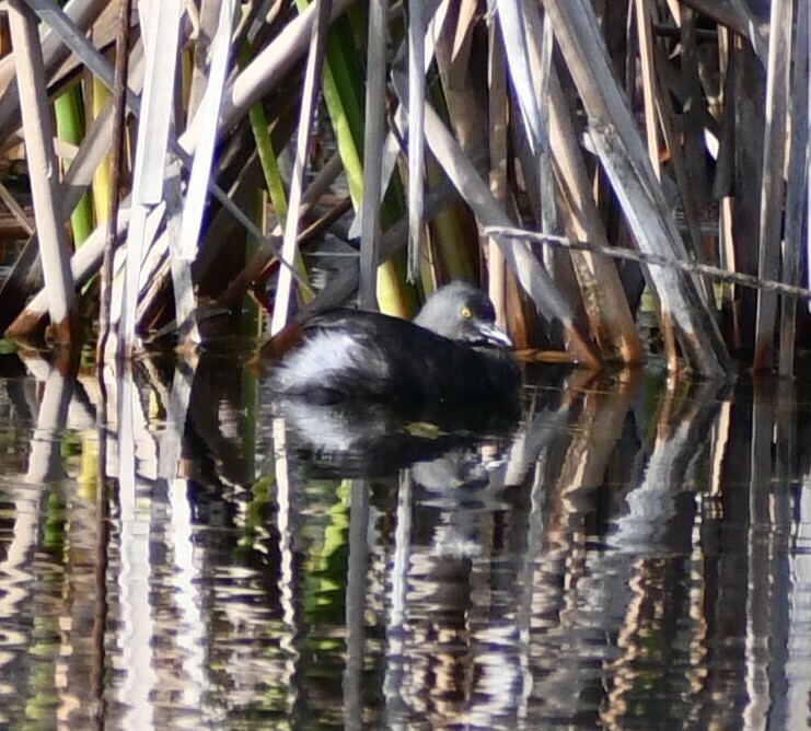 Least Grebe from Port Aransas, TX, USA on April 24, 2023 at 06:12 PM by ...