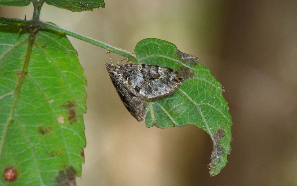 Spruce Carpet from Rickmansworth, UK on April 25, 2023 at 10:35 PM by ...