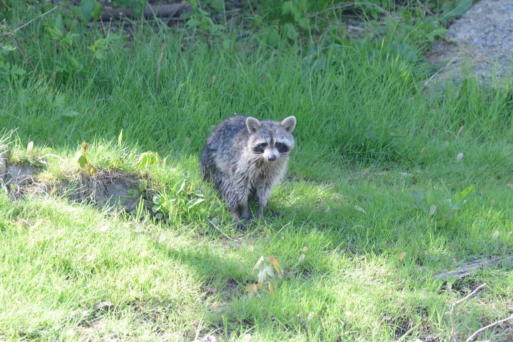 Common Raccoon from Waynesboro, VA 22980, USA on April 25, 2023 at 10: ...