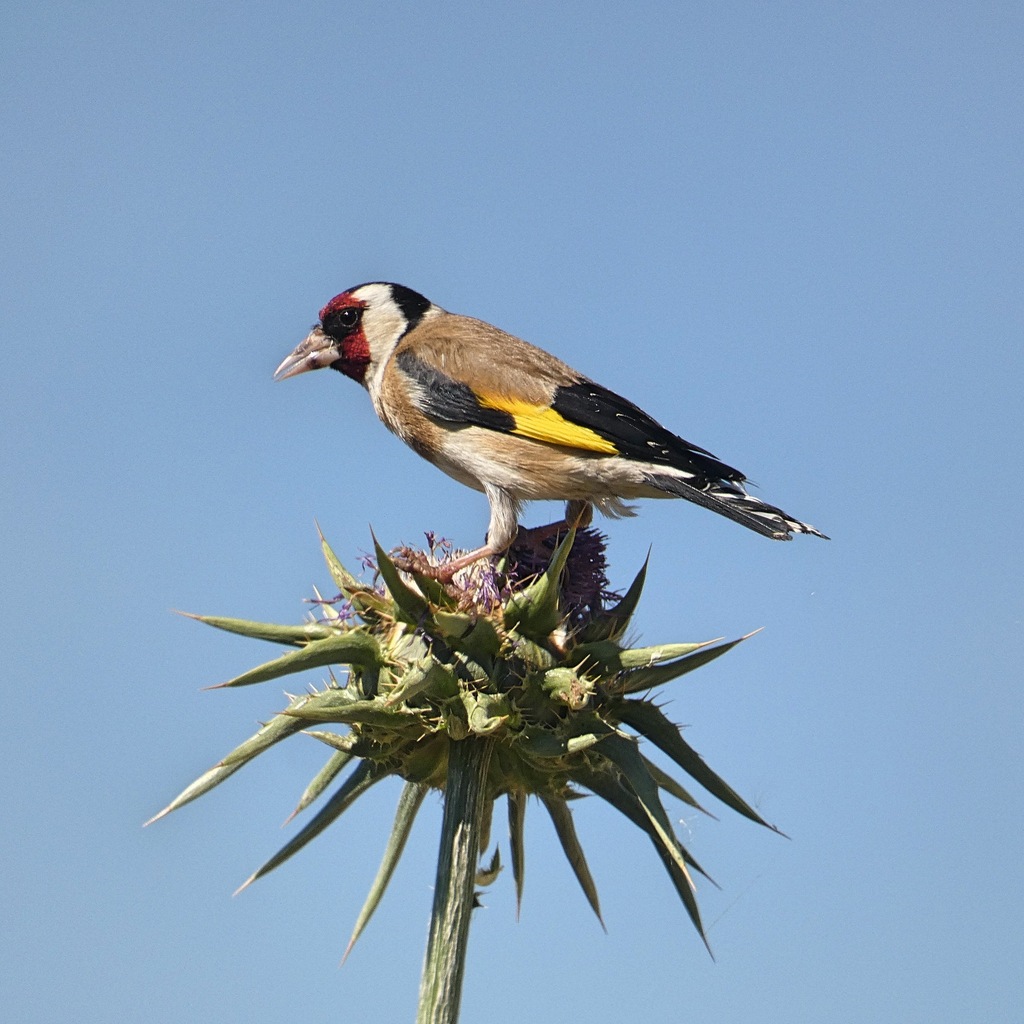 European Goldfinch from 29200 Antequera, Provinz Málaga, Spanien on ...