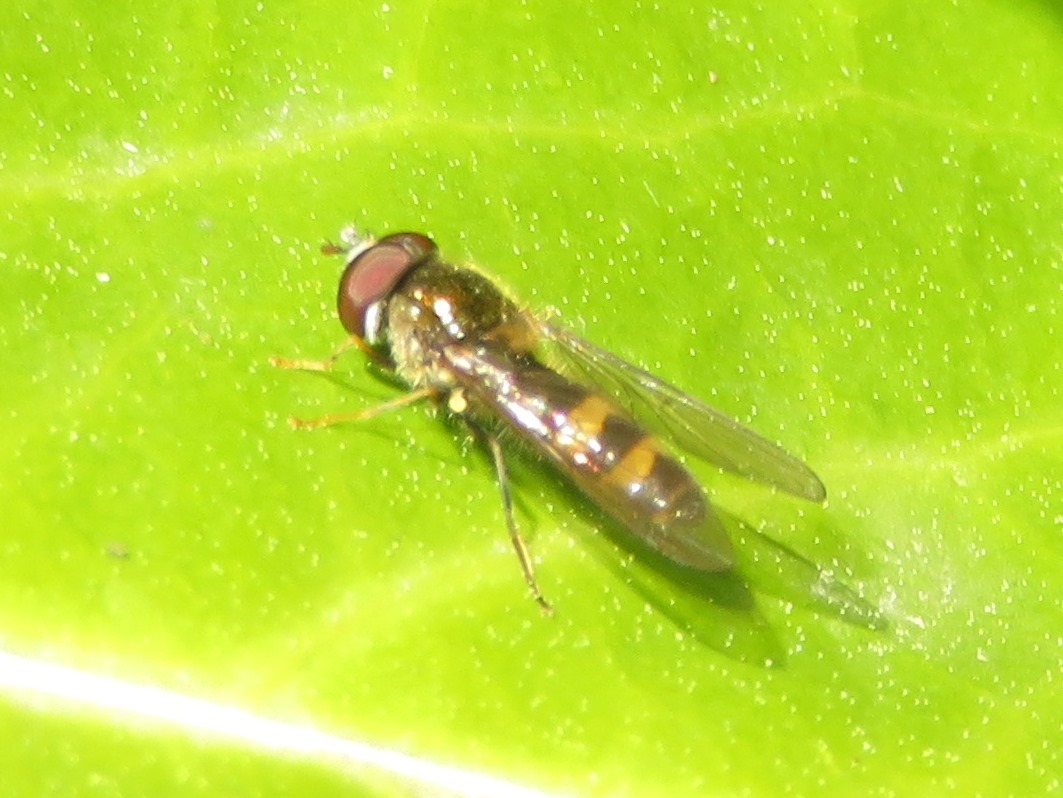 Melangyna cincta (Fallén, 1817)