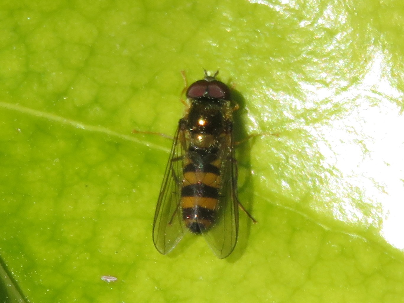 Melangyna cincta (Fallén, 1817)