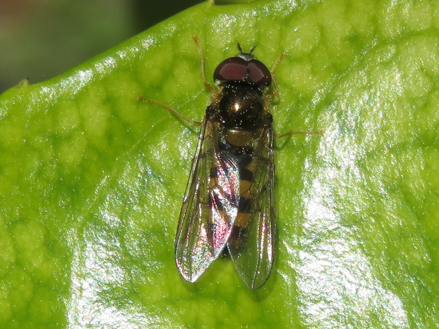 Melangyna cincta (Fallén, 1817)