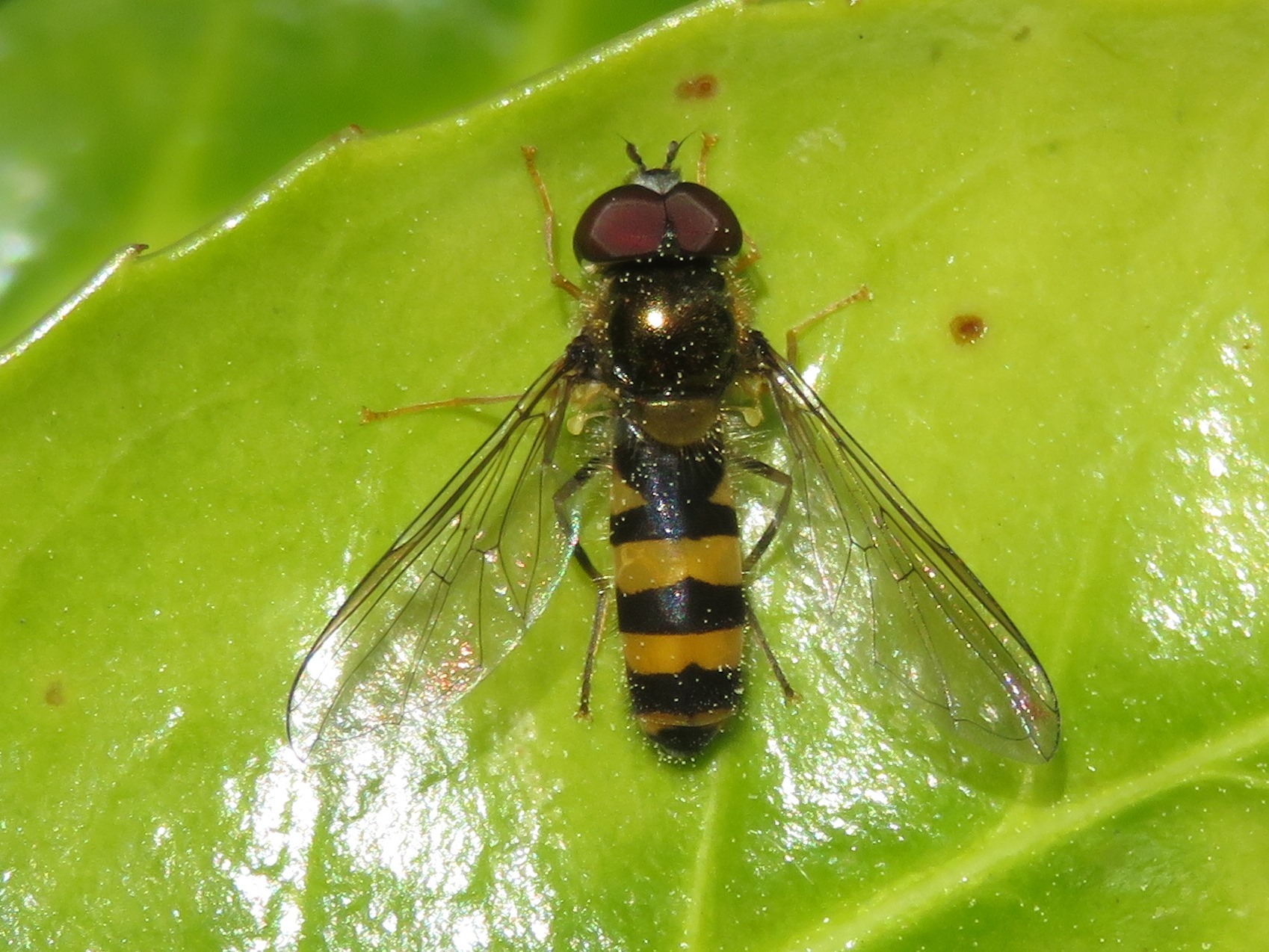 Melangyna cincta (Fallén, 1817)