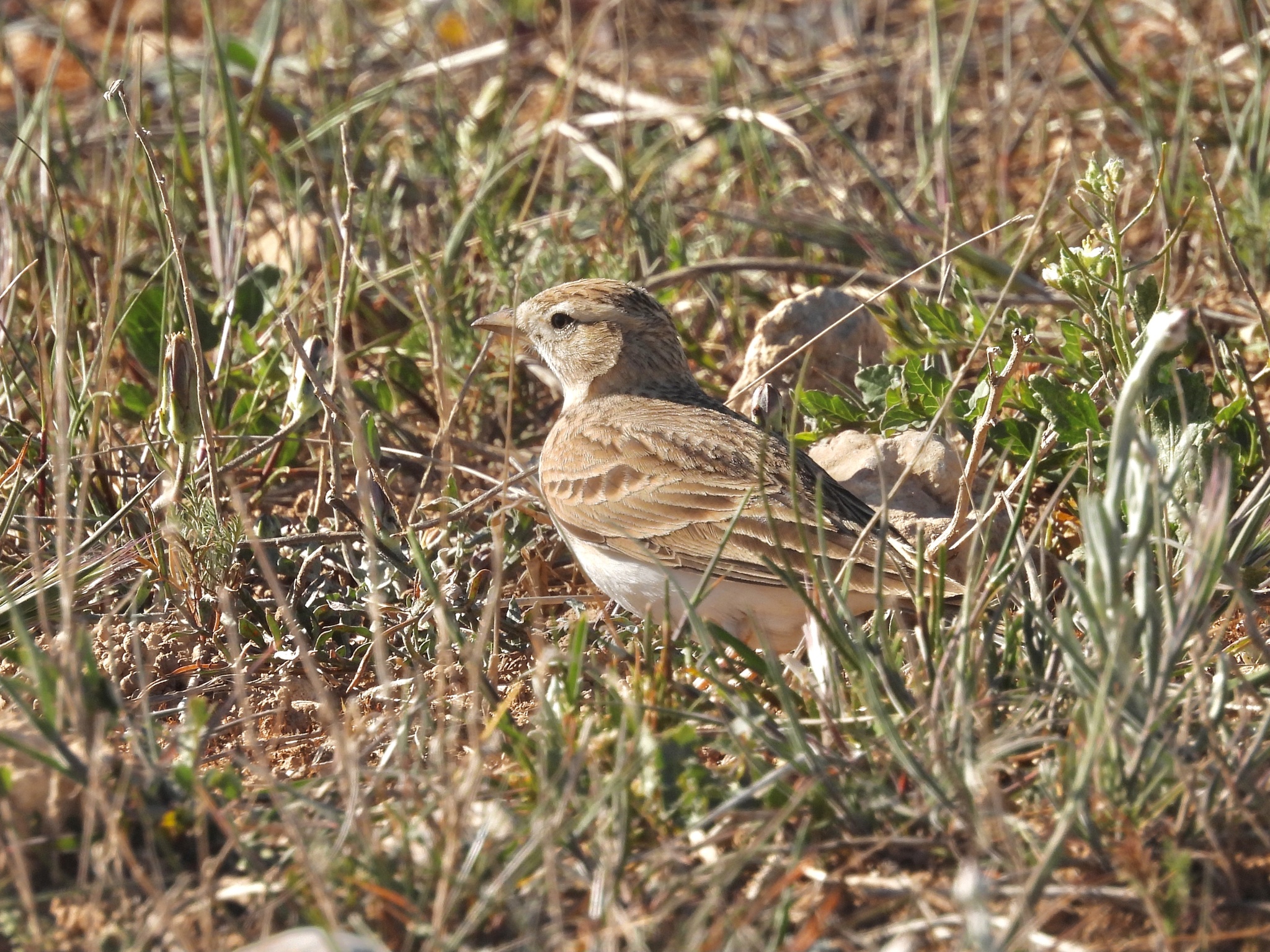 Calandrella brachydactyla (Leisler, 1814)