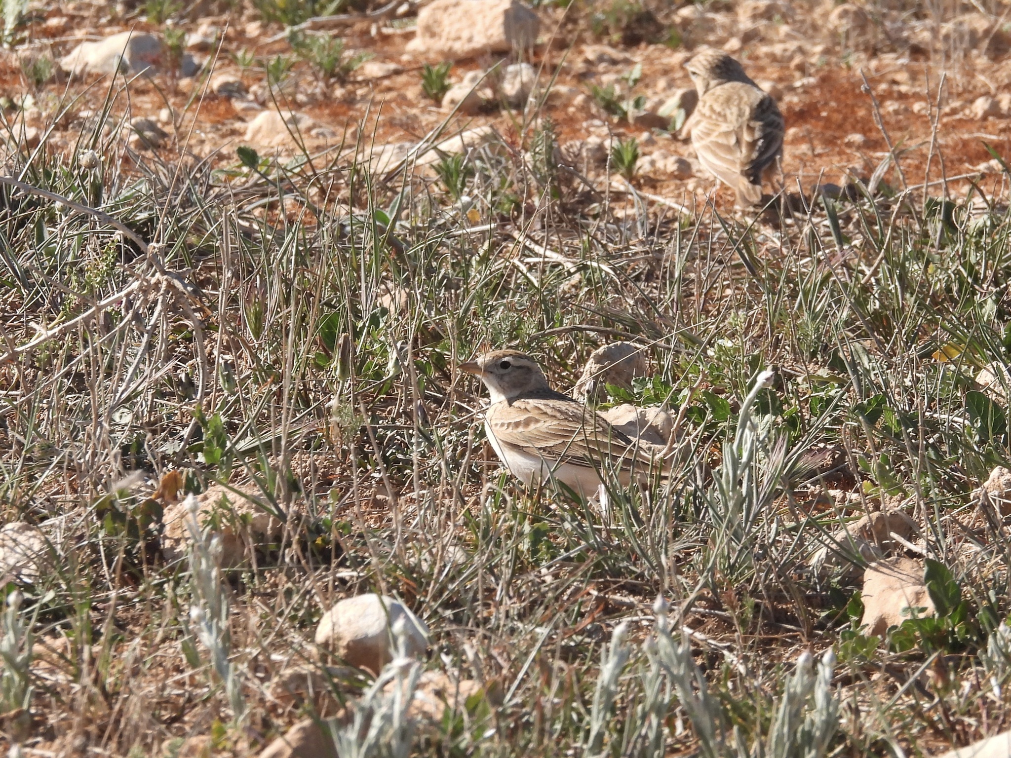Calandrella brachydactyla (Leisler, 1814)