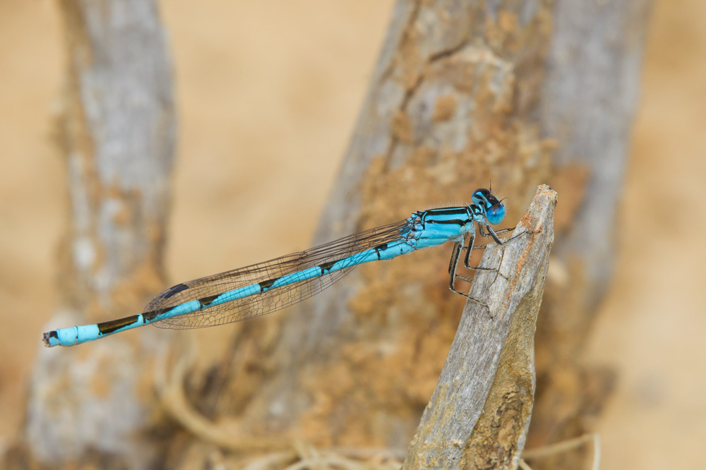 Big Bluet (Dragonflies and Damselflies of Alabama) · iNaturalist