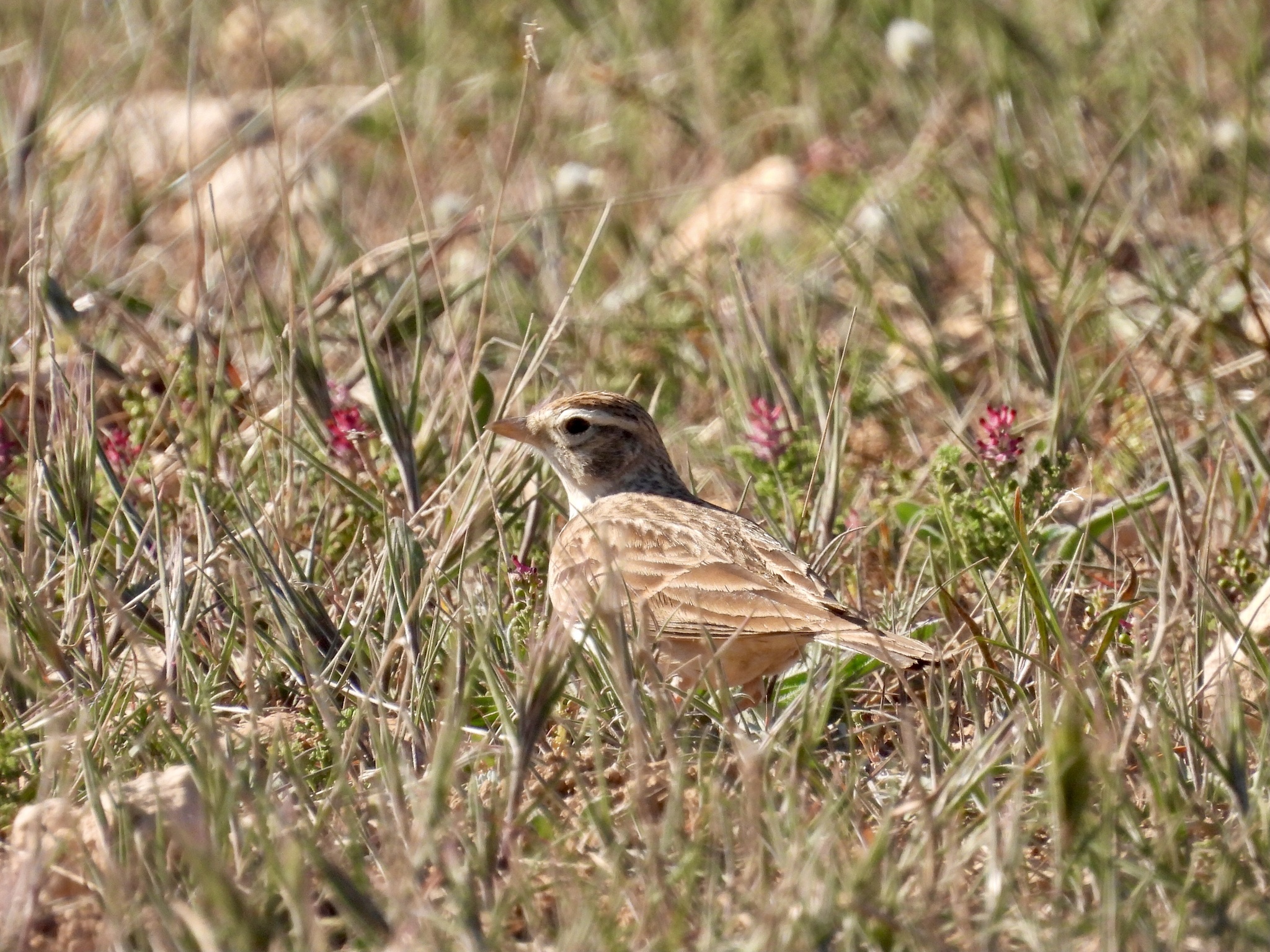 Calandrella brachydactyla (Leisler, 1814)