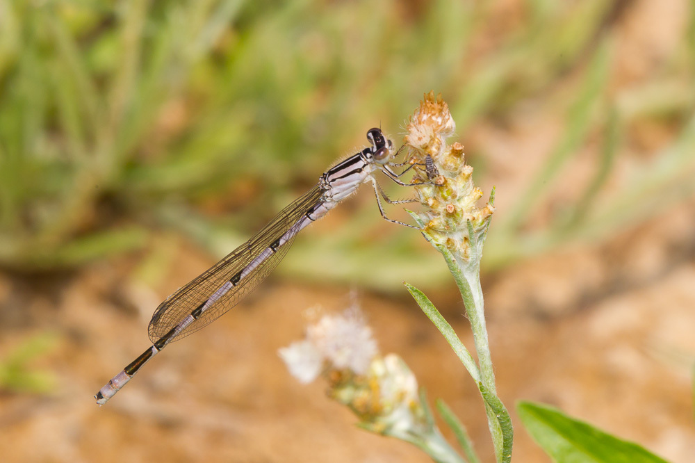 Big Bluet (Dragonflies and Damselflies of Alabama) · iNaturalist