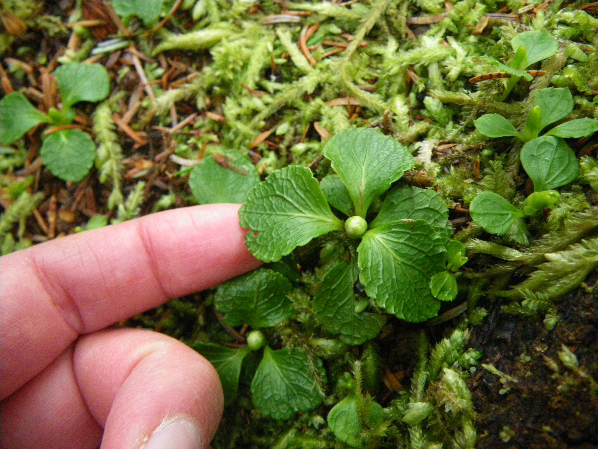 Moneses uniflora (L.) A.Gray
