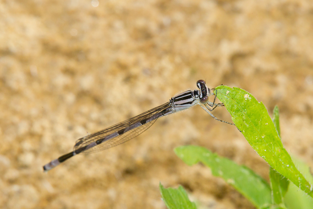 Big Bluet (Dragonflies and Damselflies of Alabama) · iNaturalist