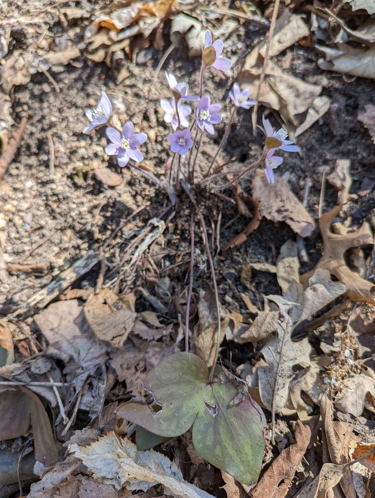 sharp-lobed hepatica in April 2023 by Tony Ernst · iNaturalist