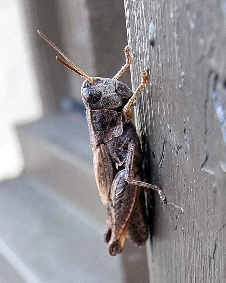 Wingless Grasshopper from Beaufort VIC 3373, Australia on April 25 ...