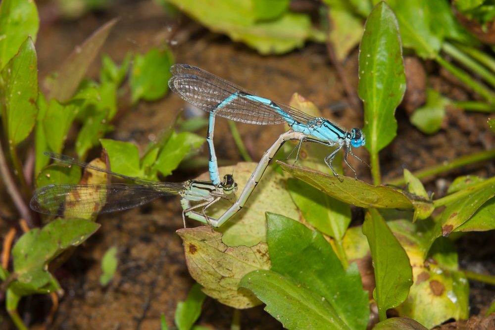 Big Bluet (Dragonflies and Damselflies of Alabama) · iNaturalist