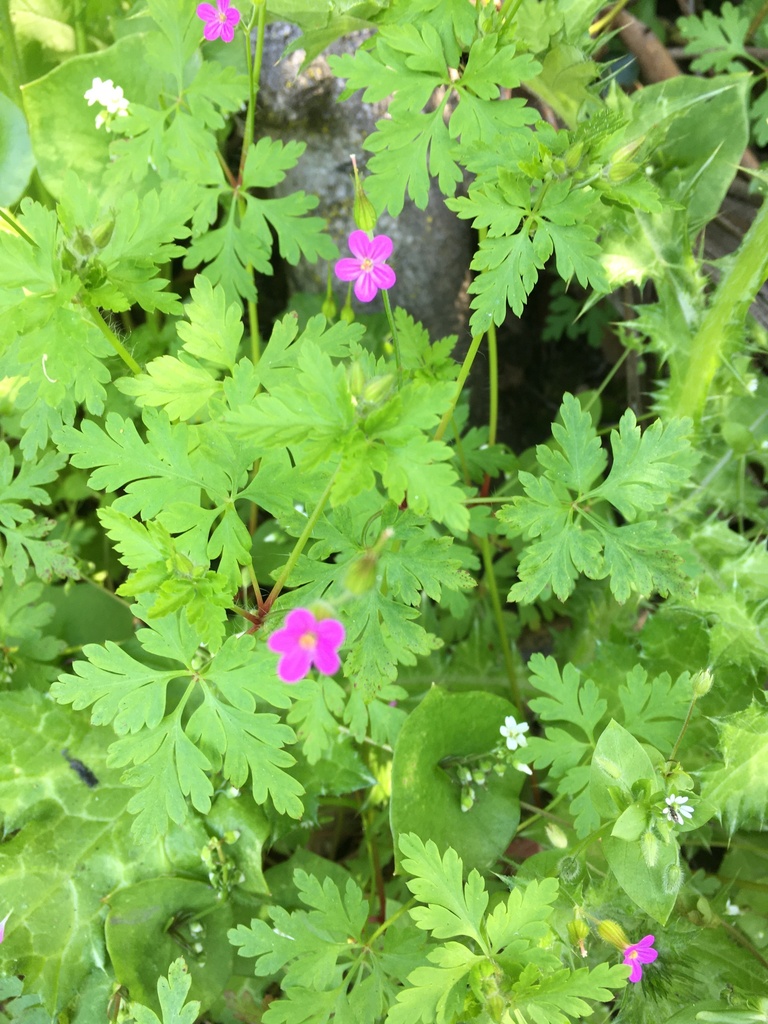 Ruberta from Pompei Lake, Mill Valley, CA, US on April 25, 2023 at 02: ...