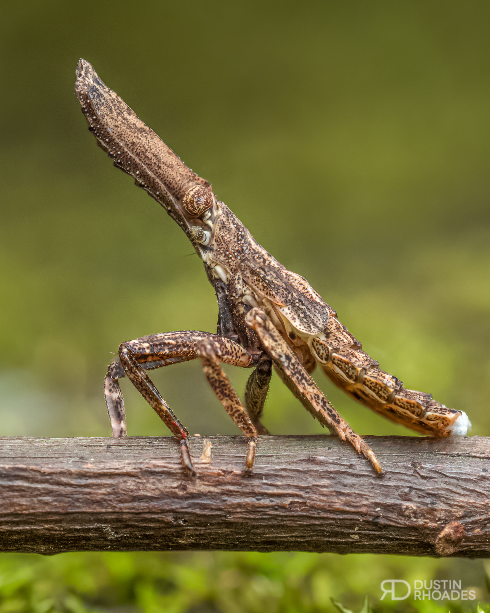 Pyrops watanabei (Matsumura, 1913)