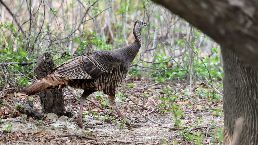 Wild Turkey from Bustamante, N.L., México on April 24, 2023 at 06:01 PM ...